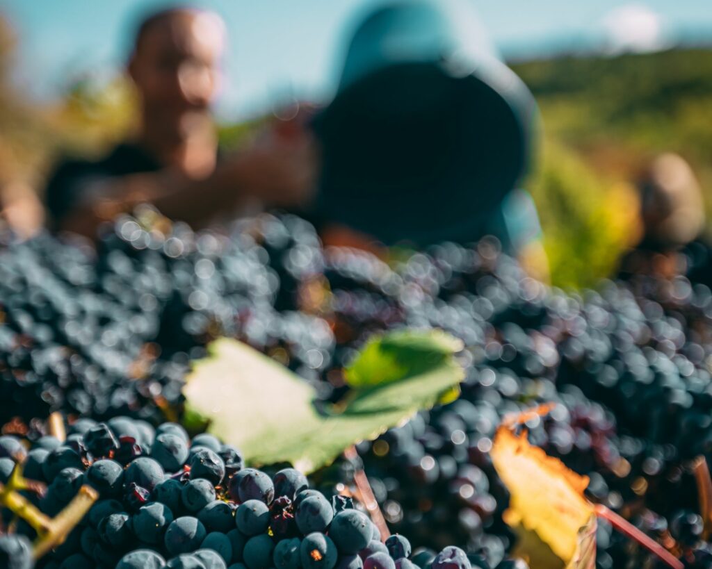 Comprendre les étapes de la vinification – Les actualités Famille ravoire